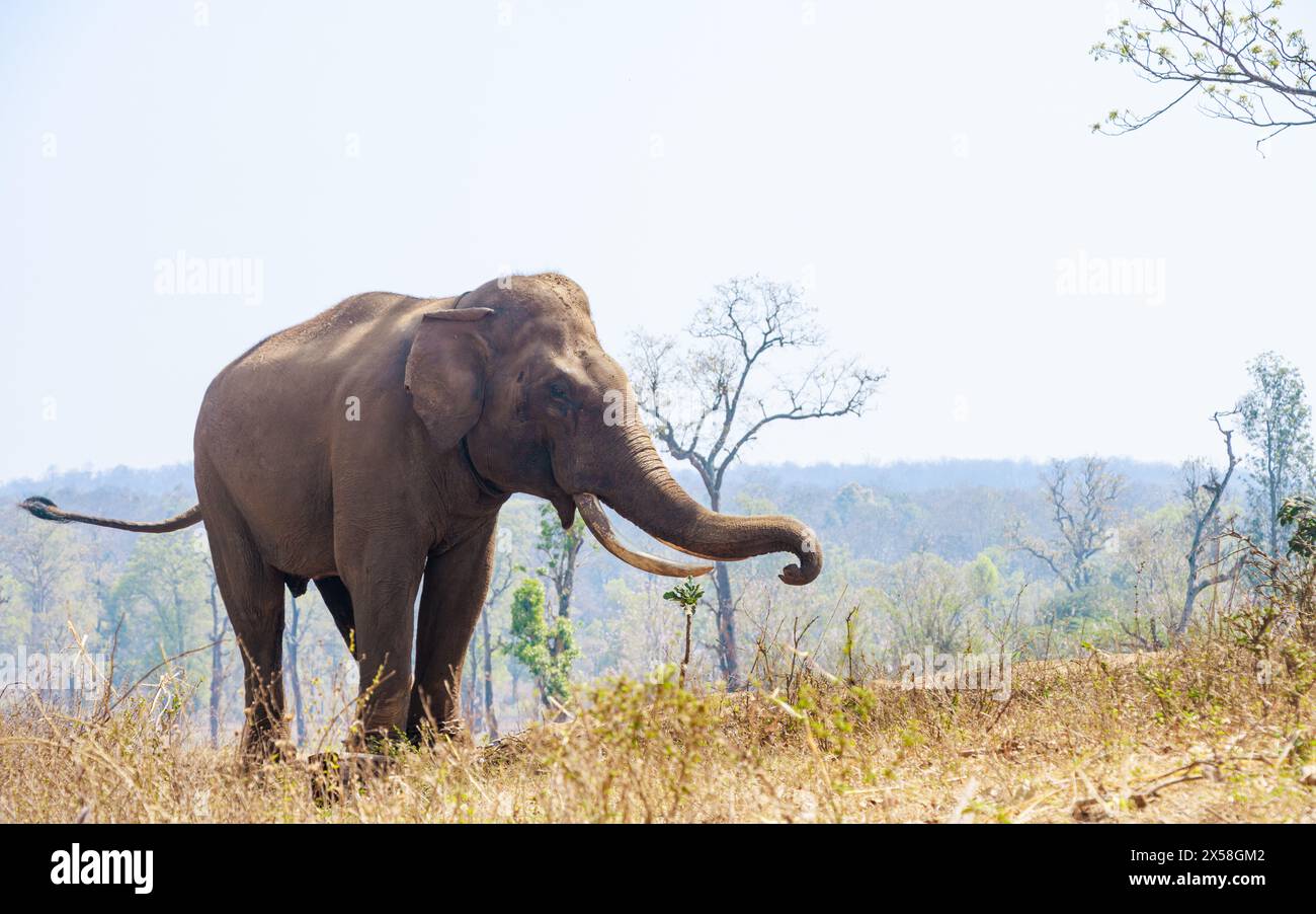 Asian Indian Elephant at Dubare elephant camp, Portrait of Elephant ...