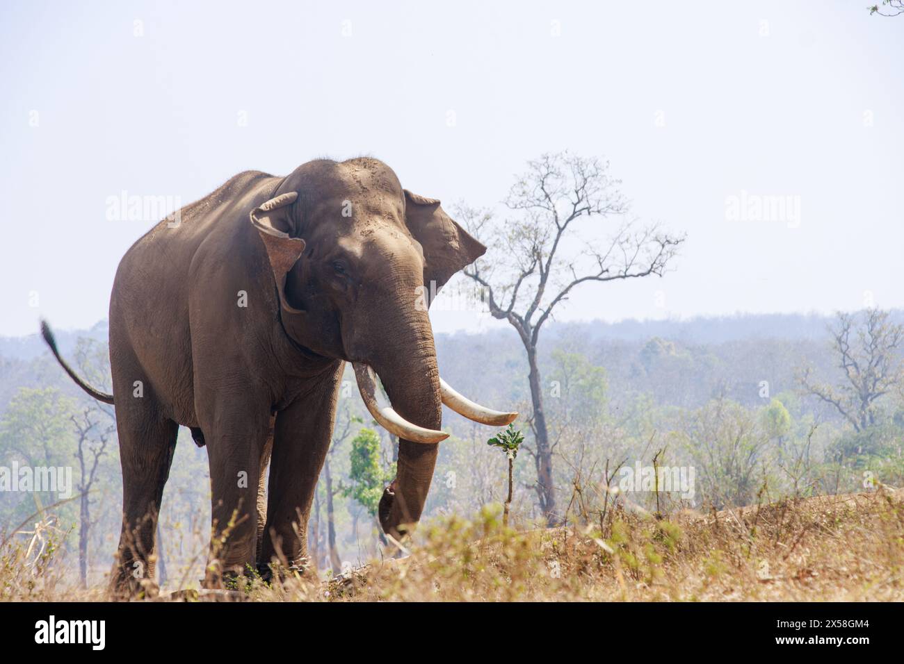 Asian Indian Elephant at Dubare elephant camp, Portrait of Elephant ...