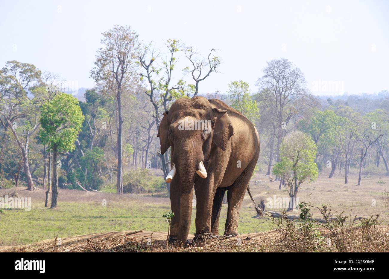 Asian Indian Elephant at Dubare elephant camp, Portrait of Elephant ...
