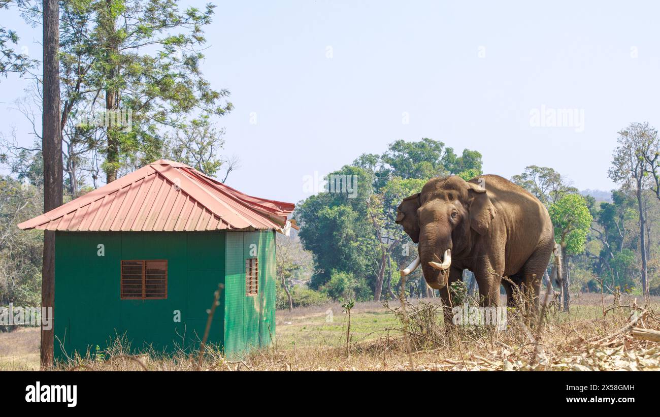 Asian Indian Elephant at Dubare elephant camp, Portrait of Elephant ...