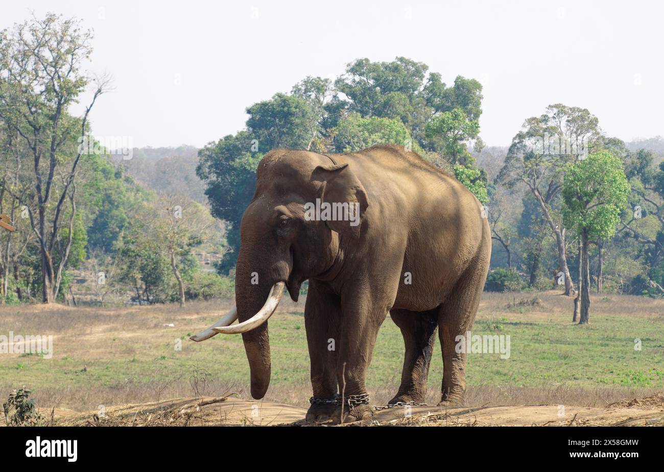 Asian Indian Elephant at Dubare elephant camp, Portrait of Elephant ...