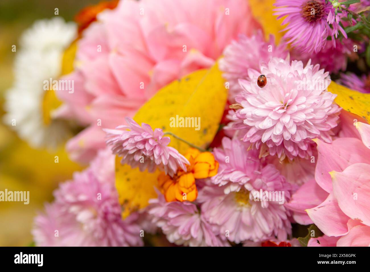 Botany bright blur hi-res stock photography and images - Alamy