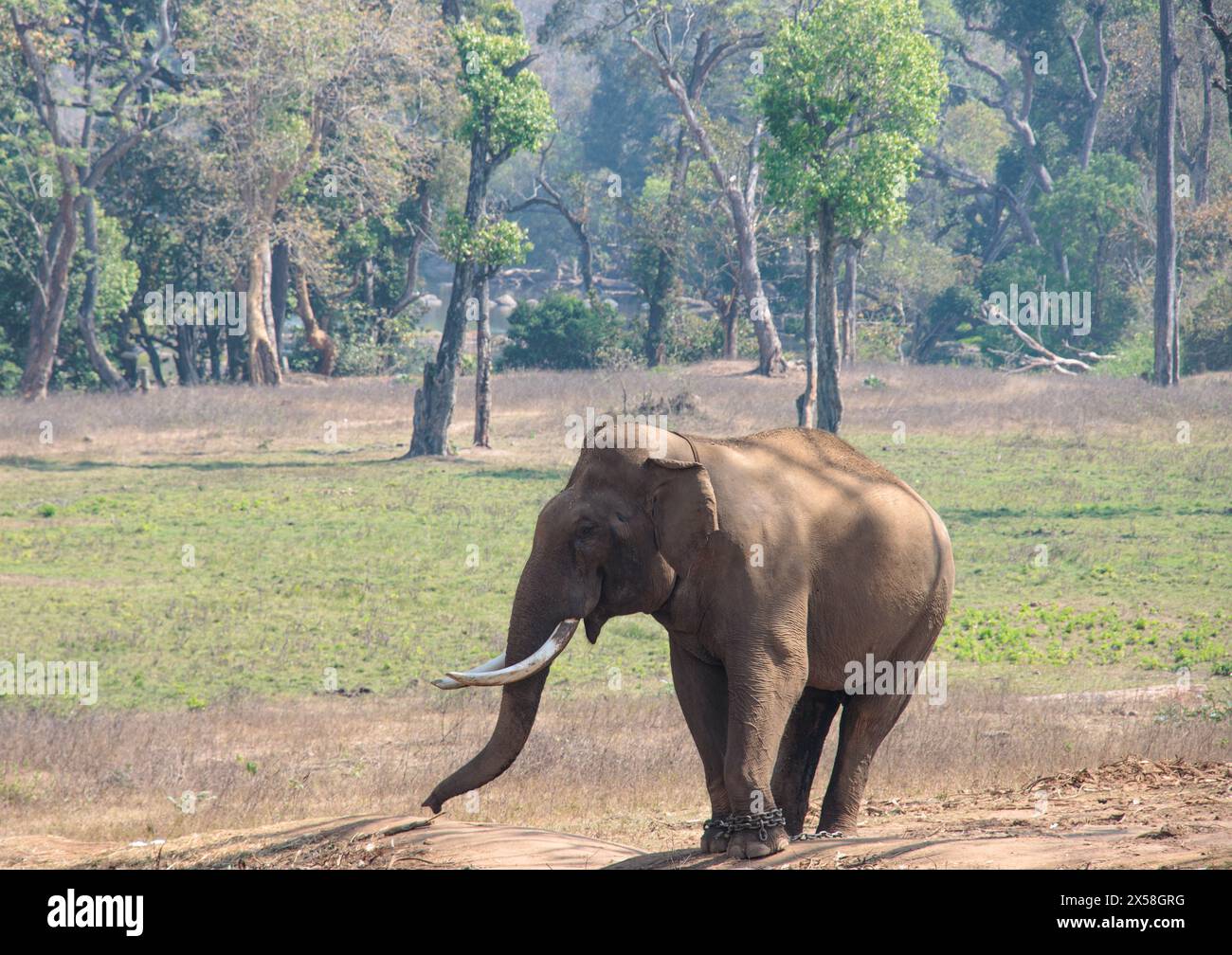 Asian Indian Elephant at Dubare elephant camp, Portrait of Elephant ...