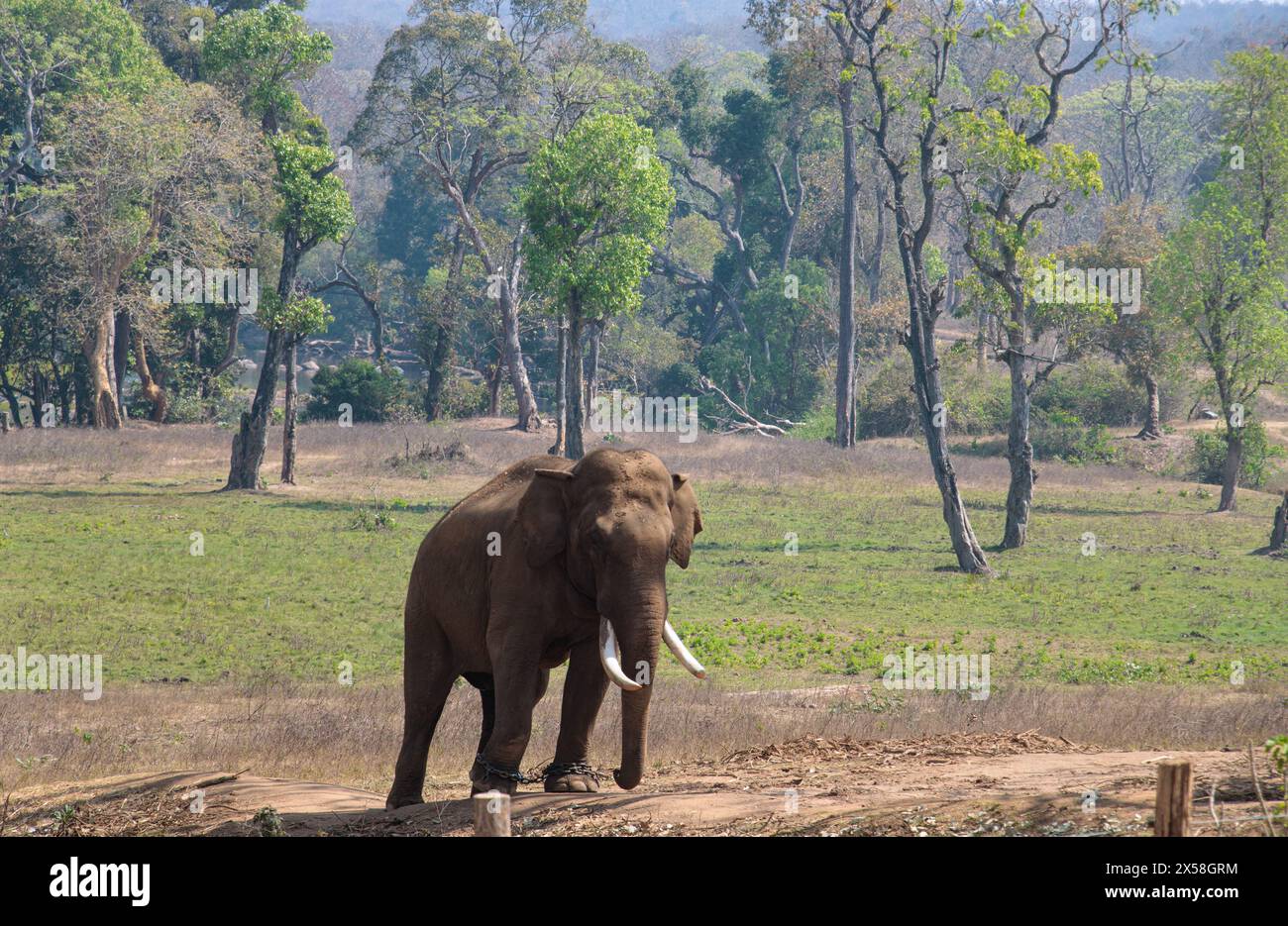 Asian Indian Elephant at Dubare elephant camp, Portrait of Elephant ...