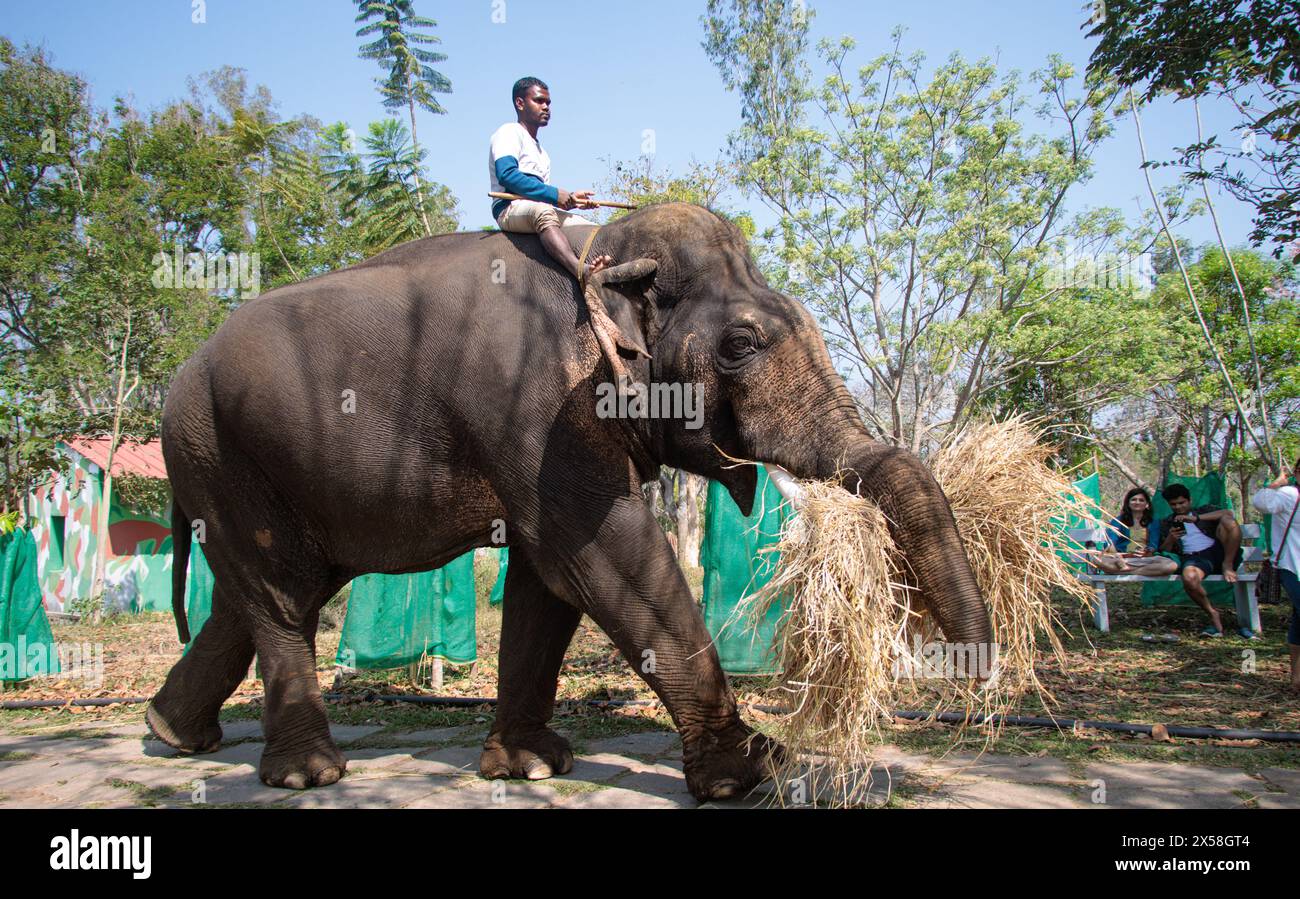 Asian Indian Elephant at Dubare elephant camp, Portrait of Elephant ...