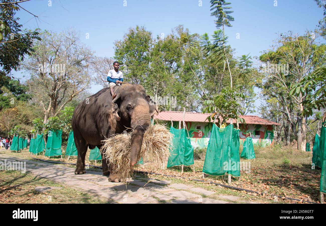 Asian Indian Elephant at Dubare elephant camp, Portrait of Elephant ...