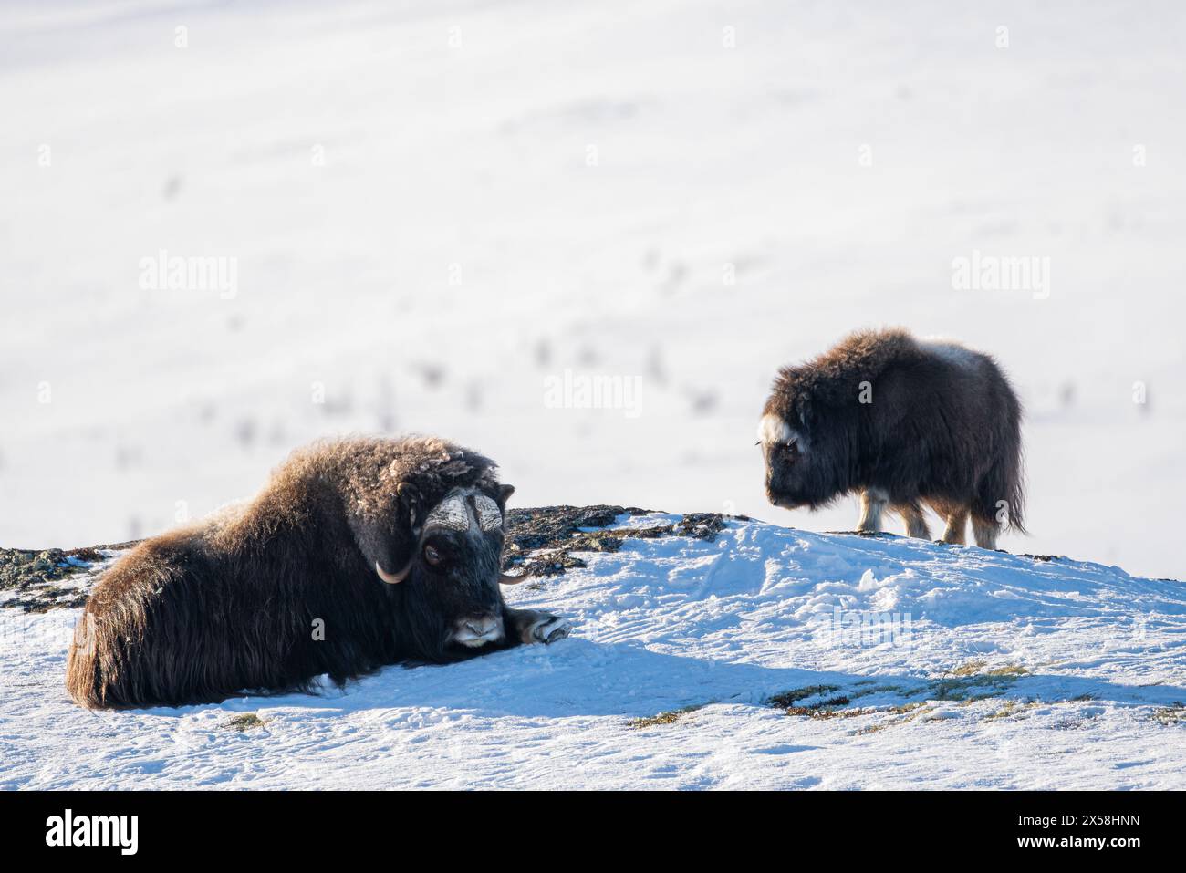 Beautiful portrait of a baby musk ox with the first rays of sunset sun ...