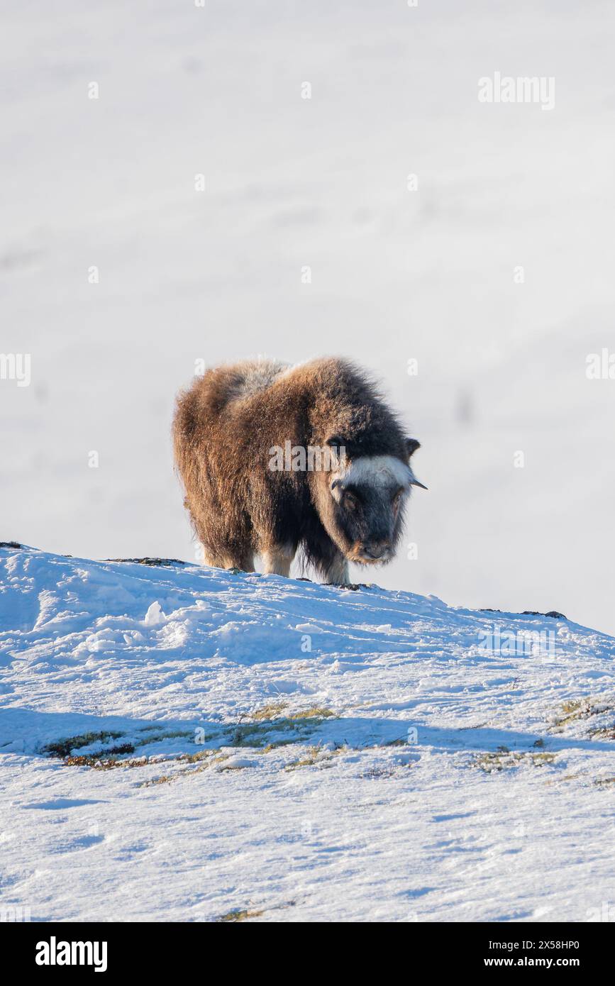 Beautiful portrait of a baby musk ox with the first rays of sunset sun in a majestic and idyllic ...