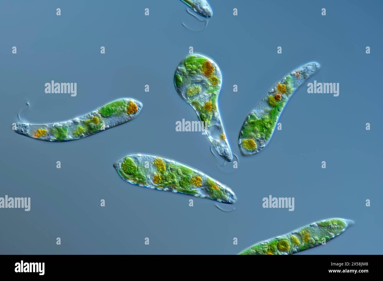 Differential interference contrast (DIC) light micrograph of Euglena ...