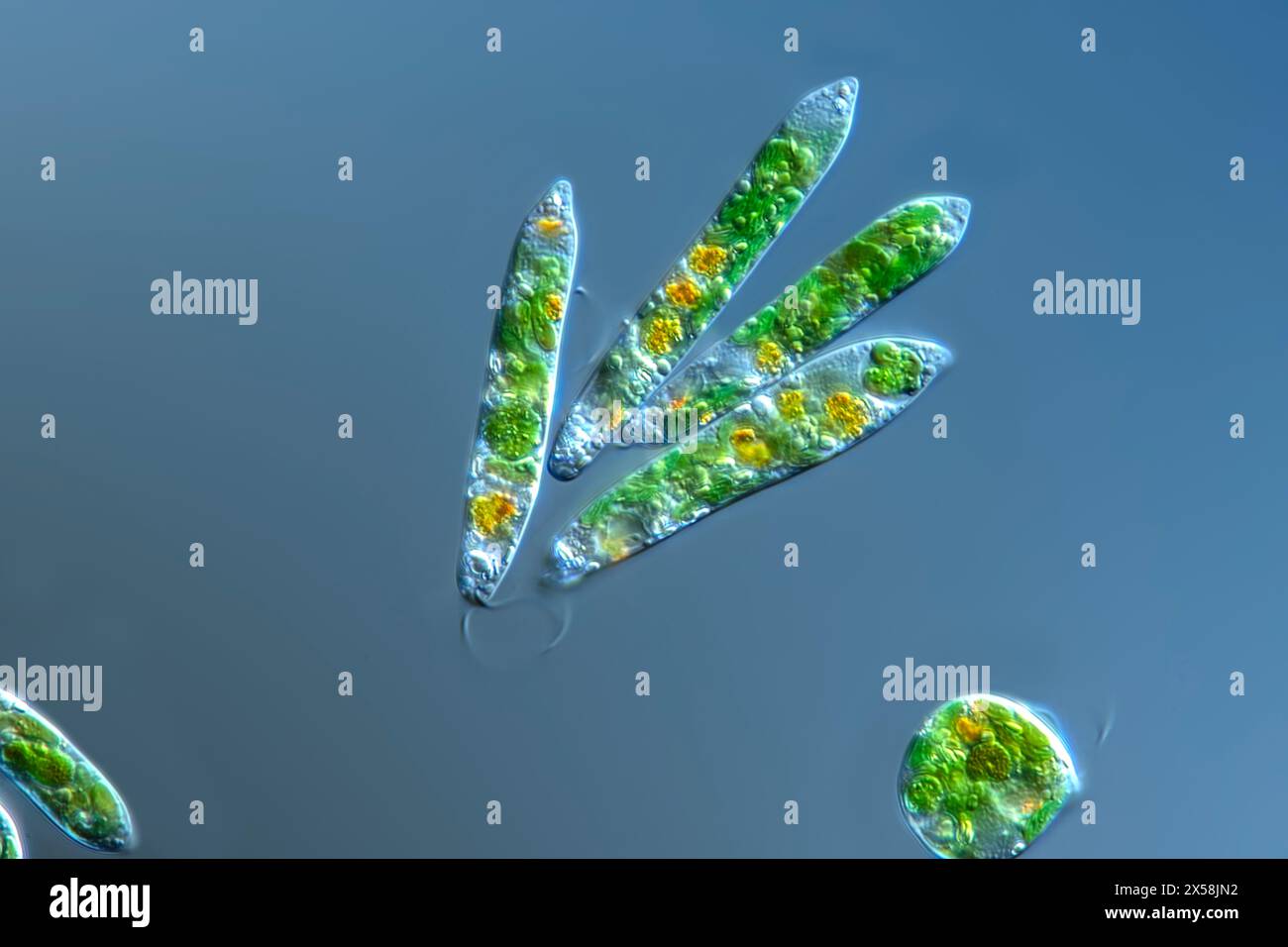 Differential interference contrast (DIC) light micrograph of Euglena ...