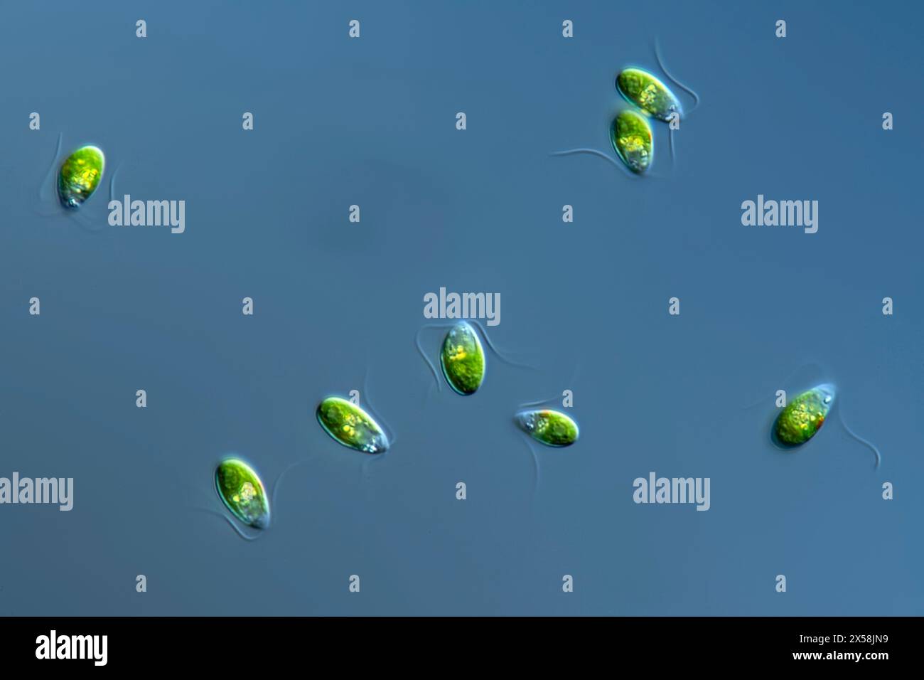 Differential interference contrast (DIC) light micrograph of Dunaliella ...