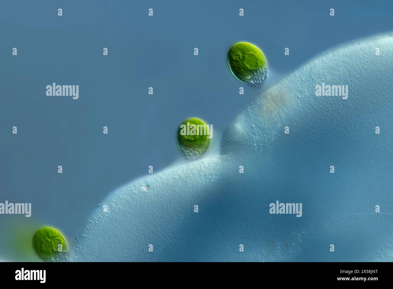 Differential interference contrast (DIC) light micrograph of Dunaliella ...