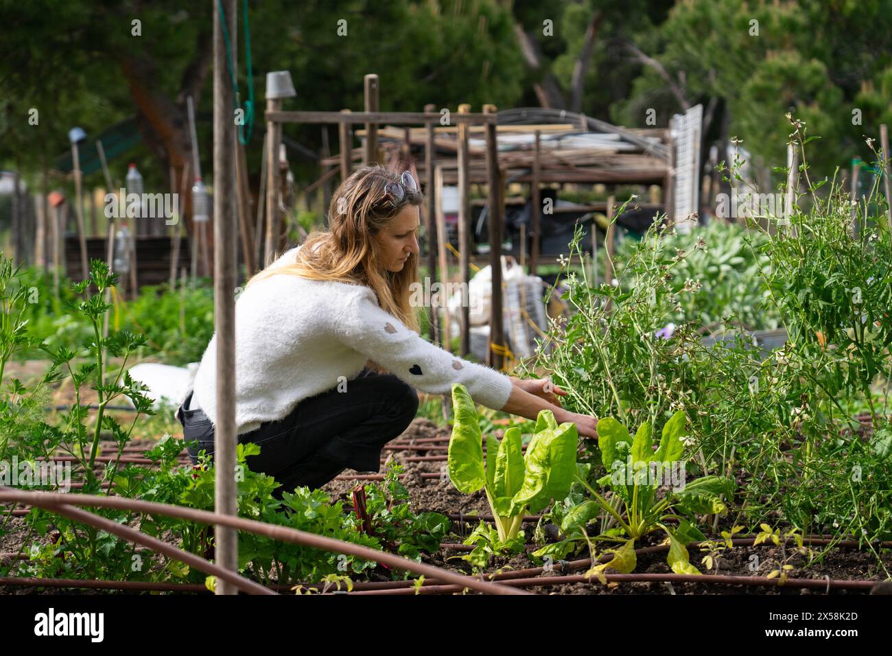 Woman working in a cooperative urban garden. Healthy life style ...