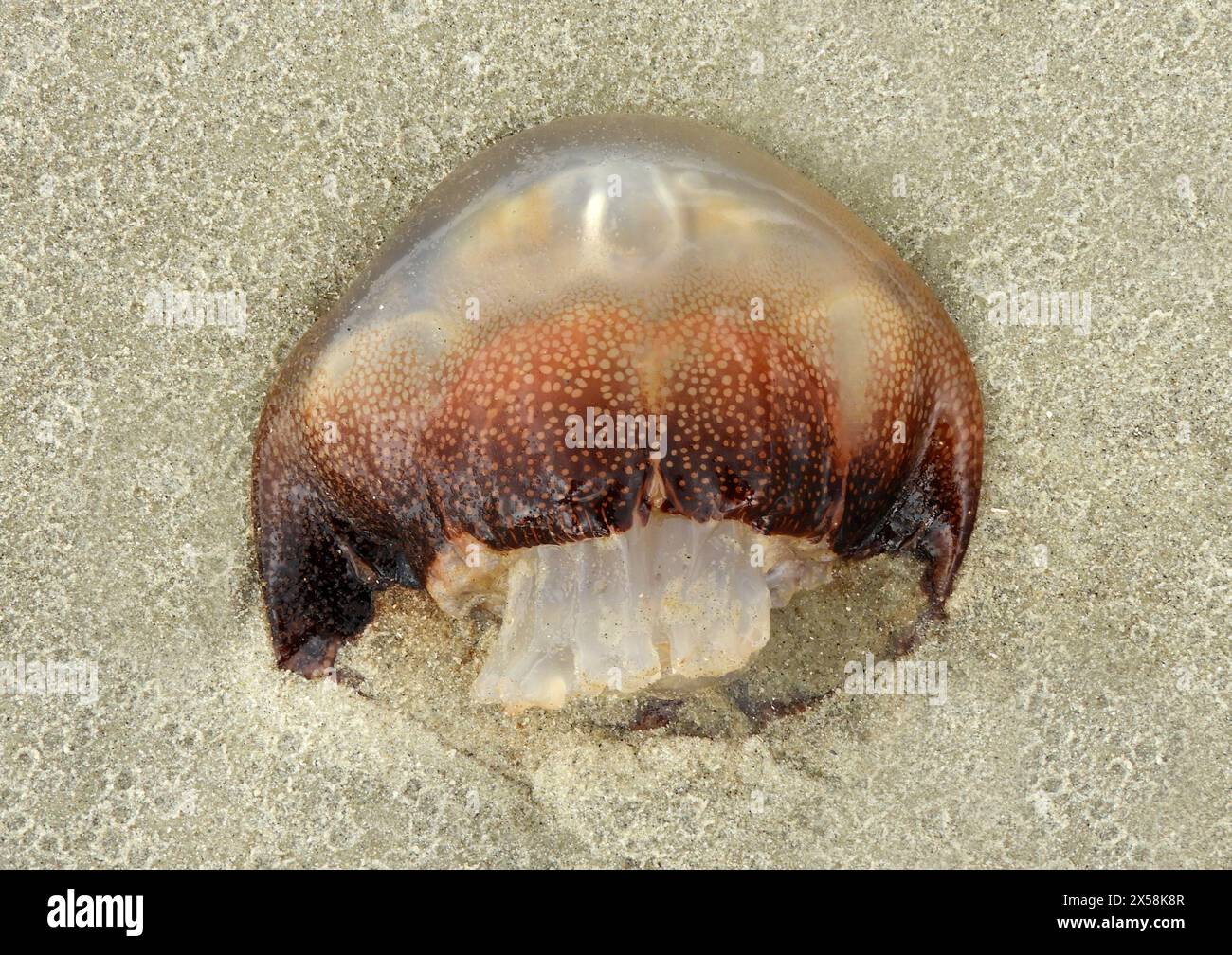 Close up stinging jellyfish hi-res stock photography and images - Alamy