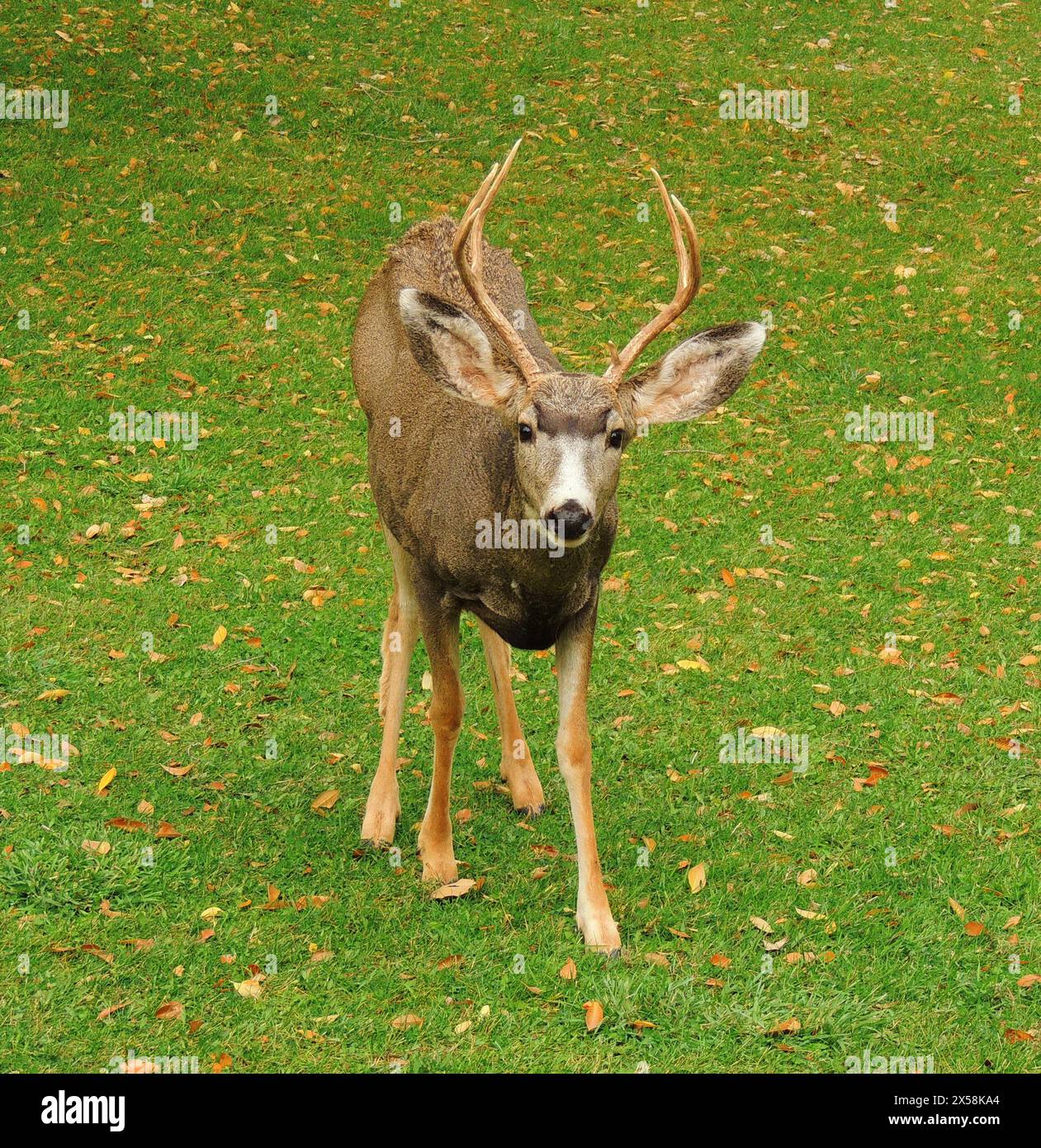 mule deer buck grazing in fall in capitol reef national park, utah ...
