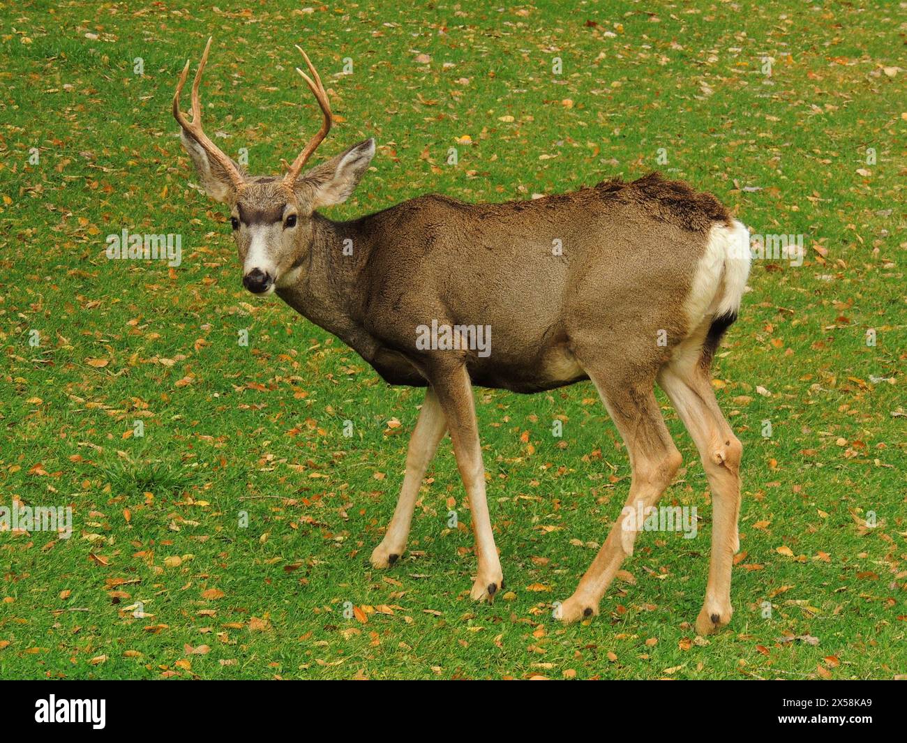 mule deer buck grazing in green grass in fall in capitol reef national ...
