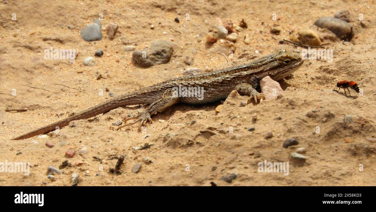 a desert grasslands whiptail lizard and wasp in the sand, near ...