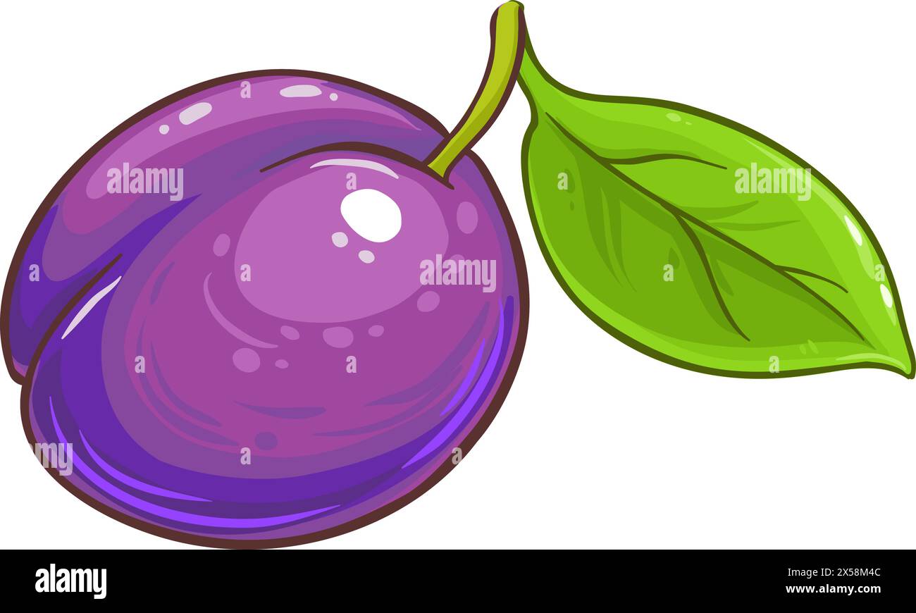 Plum Fruit Colored Detailed Illustration Stock Vector Image & Art - Alamy