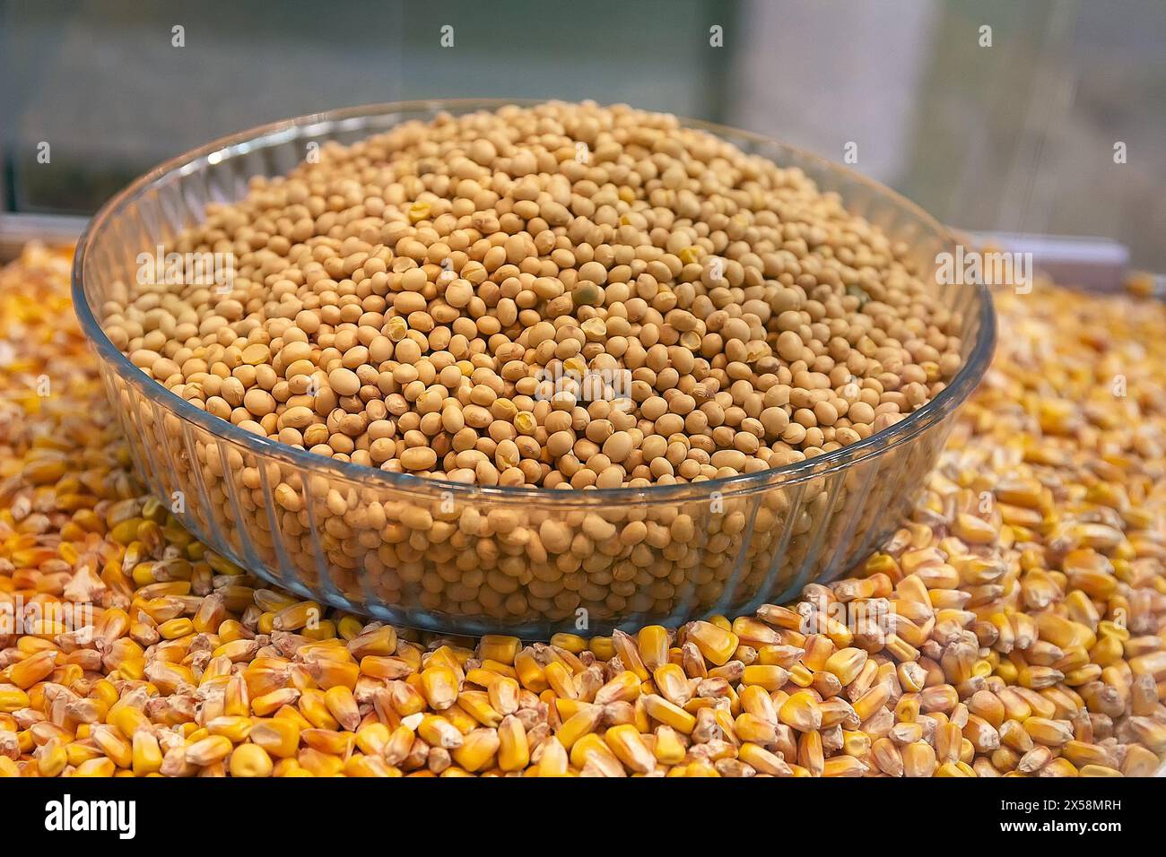 Soybean and corn seeds close-up. Agriculture Stock Photo - Alamy