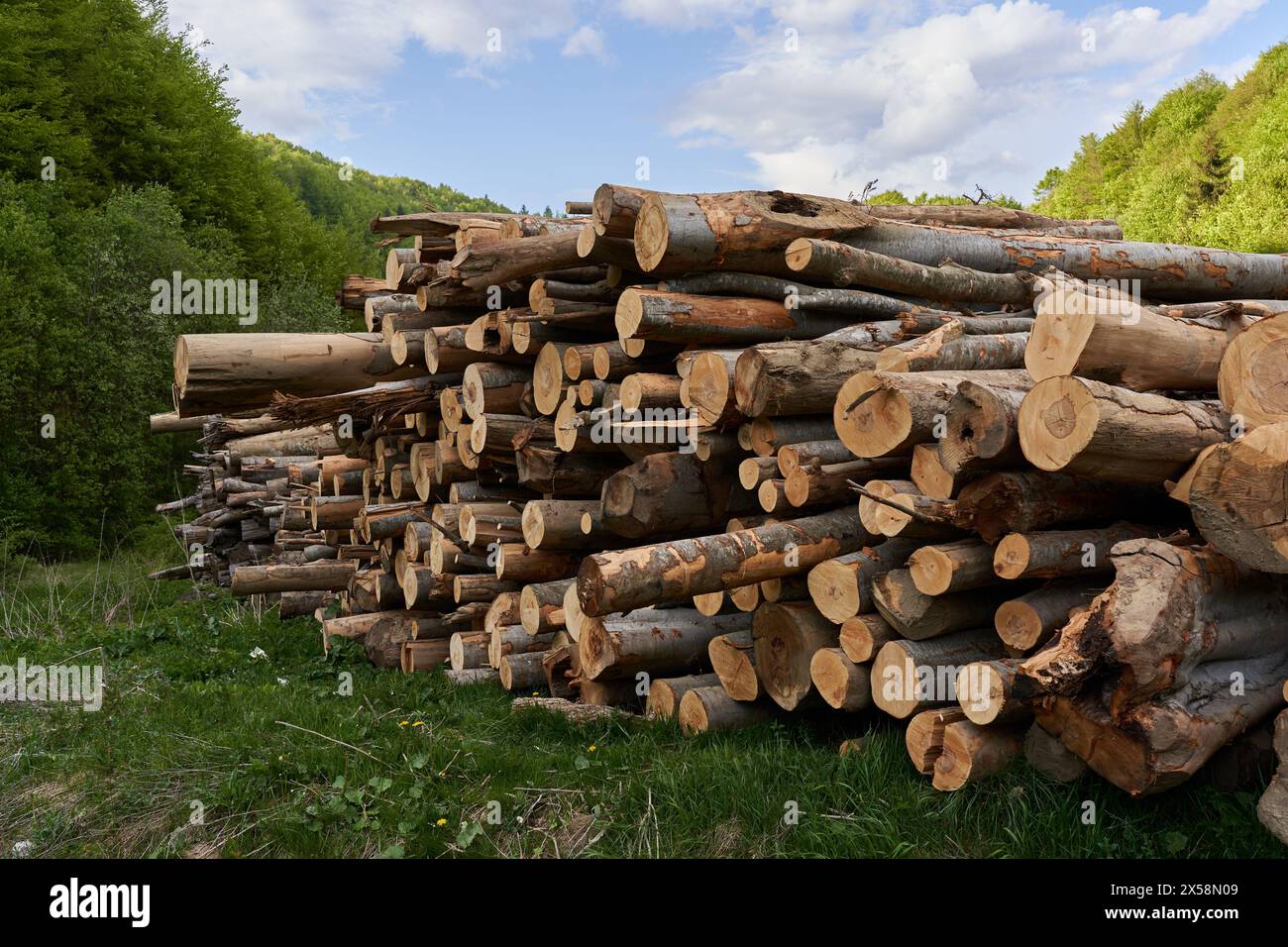 Large stack of beech timber in the forest, tree felling industry Stock ...