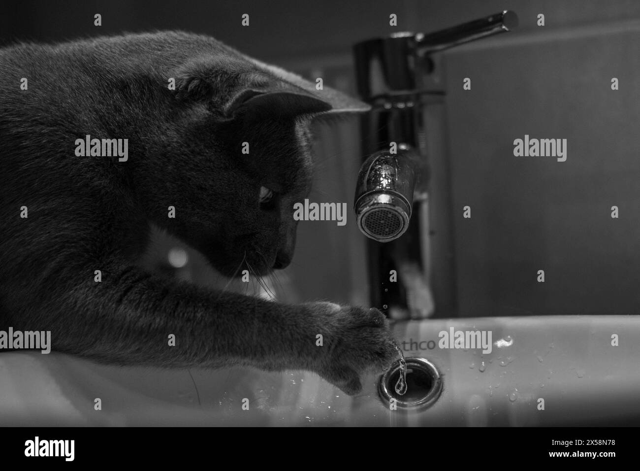 Black and white cat playing Black and White Stock Photos & Images - Alamy