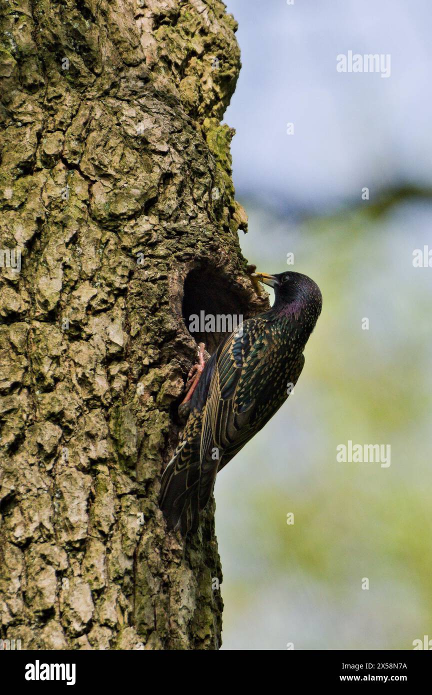 Sturnus vulgaris aka european starling bird and his nest in old ...