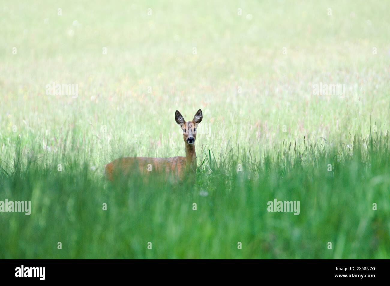 Capreolus capreolus european roe deer female on a field. Watching ...