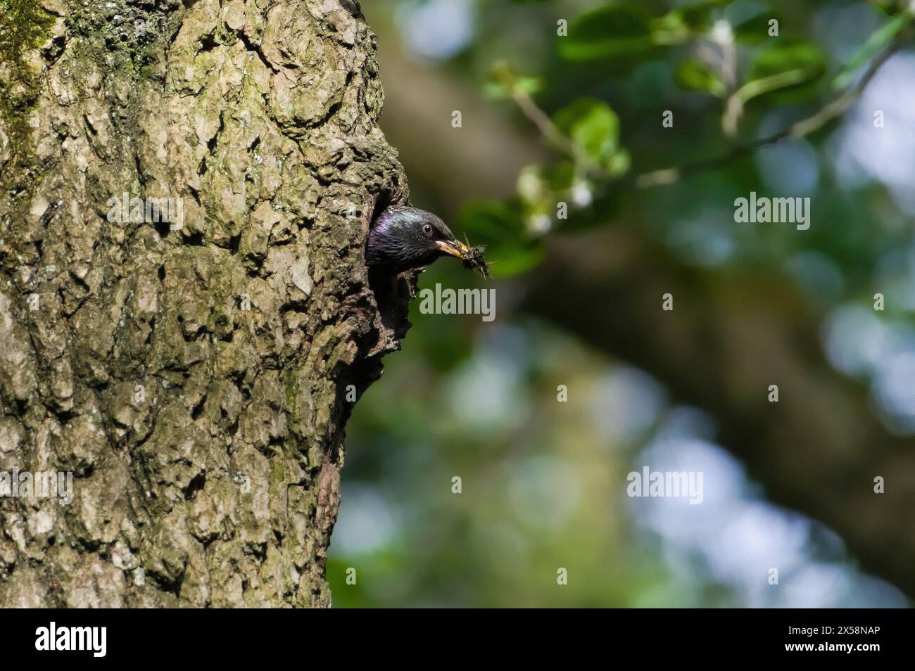 Sturnus vulgaris aka european starling bird and his nest in old ...