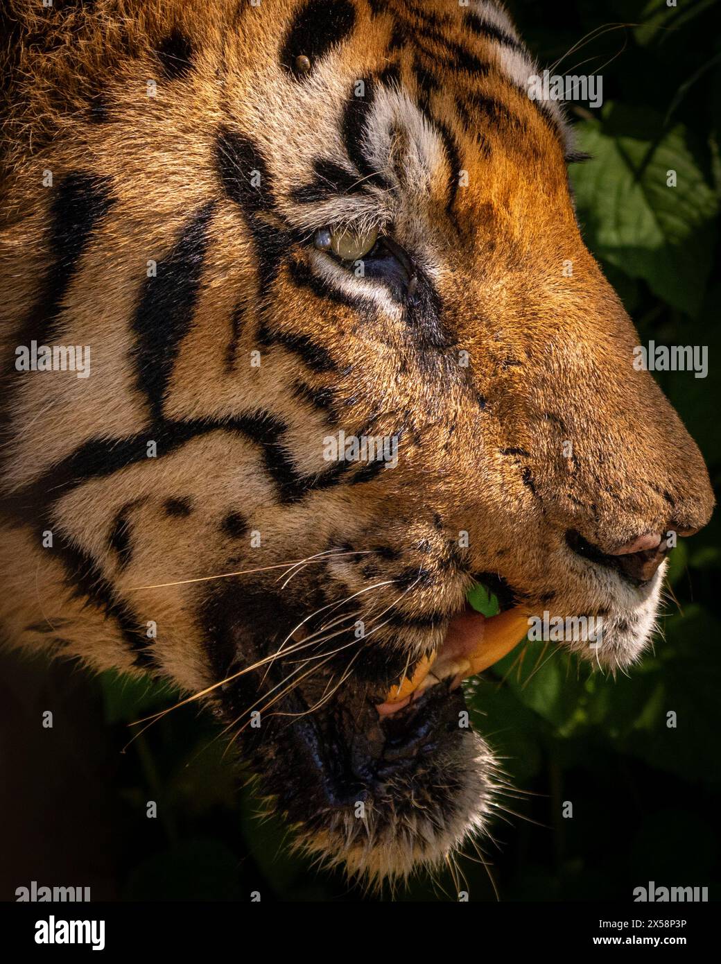 Chota Matka, the dominant male tiger of Tadoba jungle of India wears ...