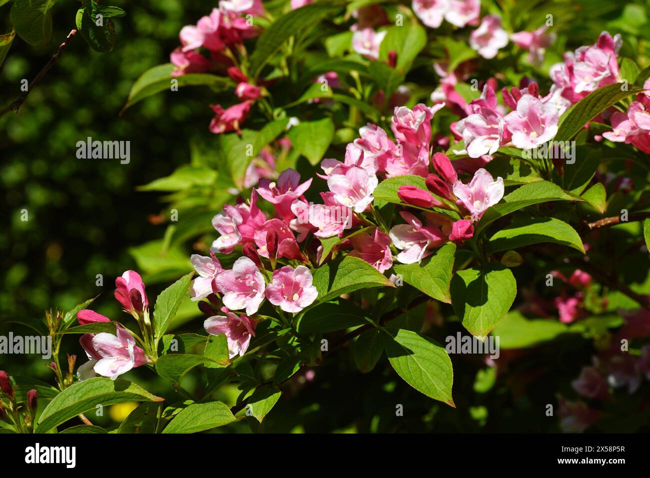 Flowering Weigela florida. Honeysuckle family (Caprifoliaceae). Shrub ...