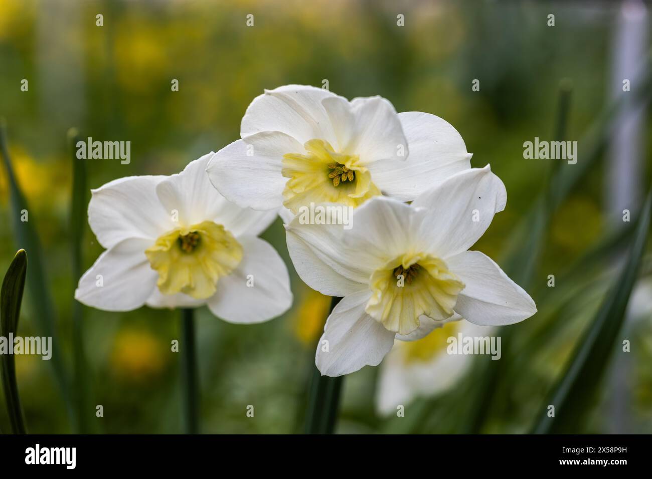 White flower of daffodil Narcissus cultivar Obdam from Double Group ...