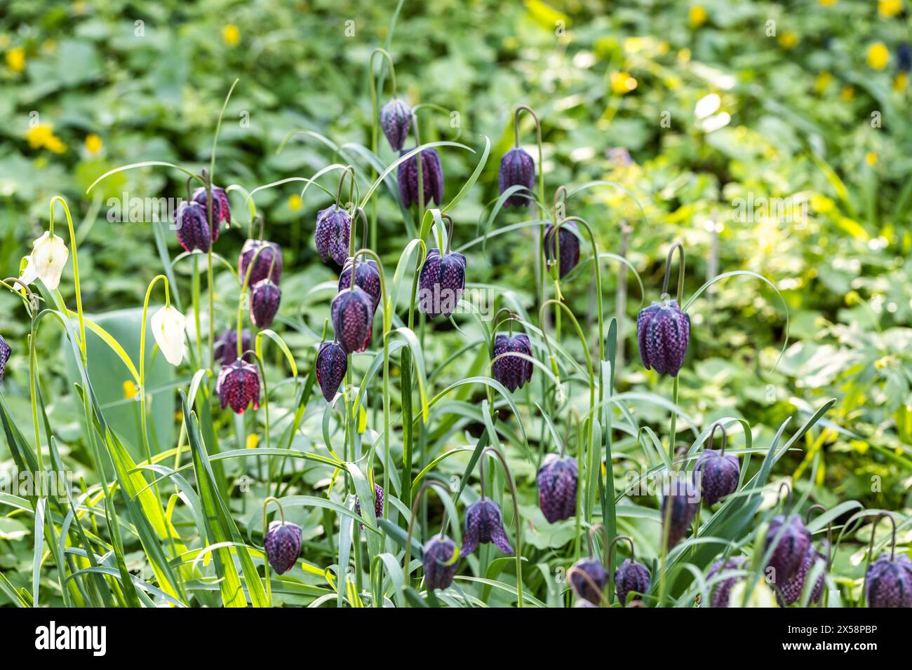 Unusual snake's head fritillary flowers, photographed outside the wall ...