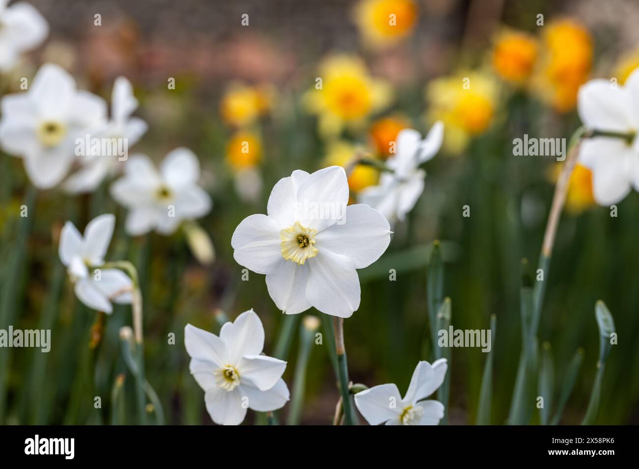 White flower of daffodil Narcissus cultivar Obdam from Double Group ...