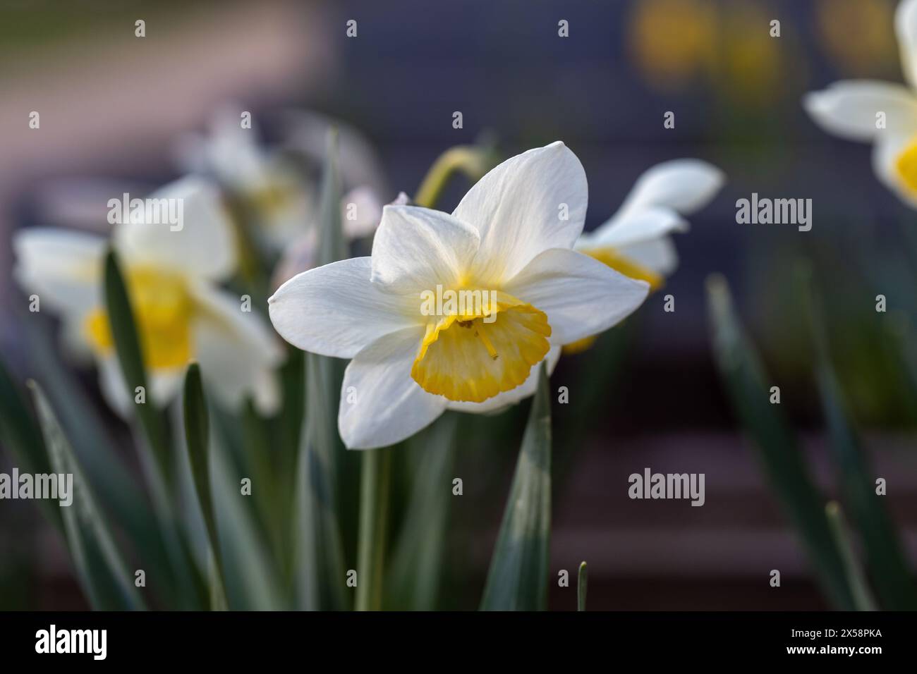 White flower of daffodil Narcissus cultivar Obdam from Double Group ...