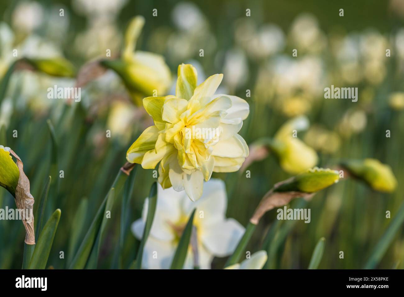 White flower of daffodil Narcissus cultivar Obdam from Double Group ...