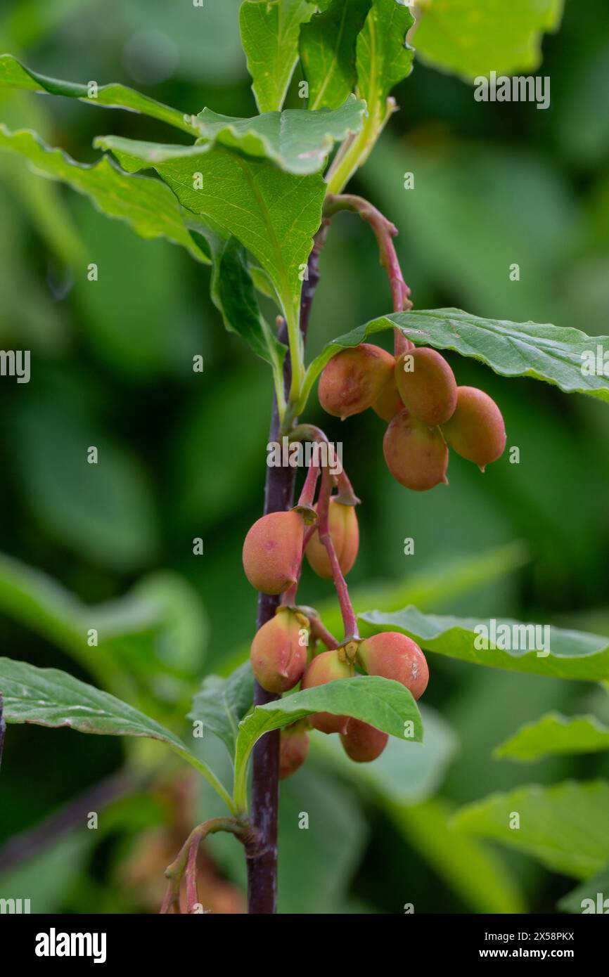 Closeup of developing fruit of Osoberry (Oemleria cerasiformis) in a ...