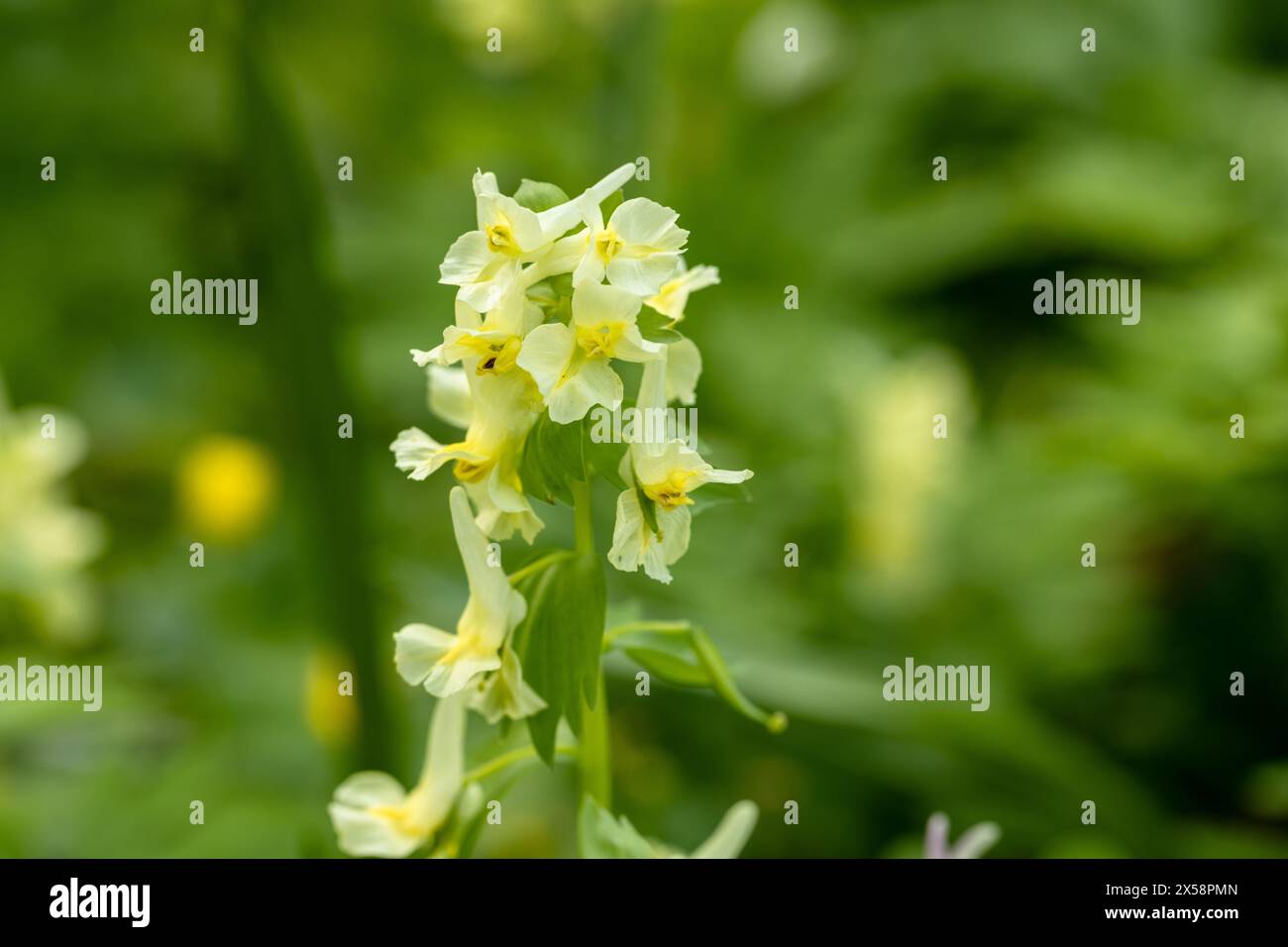 Corydalis Lutea, Delicate yellow tubular flowers with lacy foliage ...