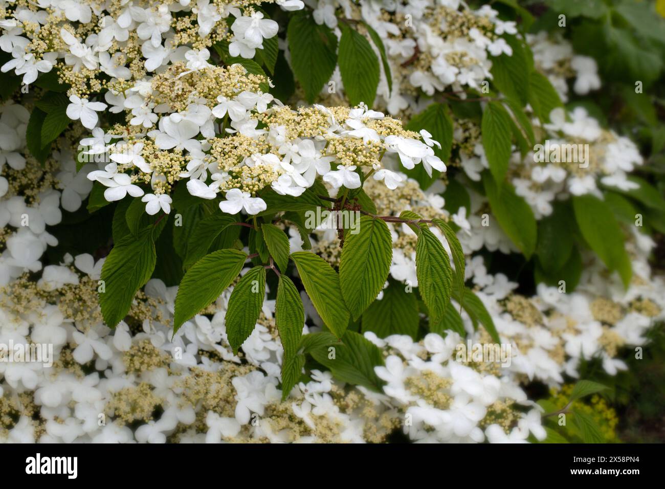 Cl20240505 hi-res stock photography and images - Alamy