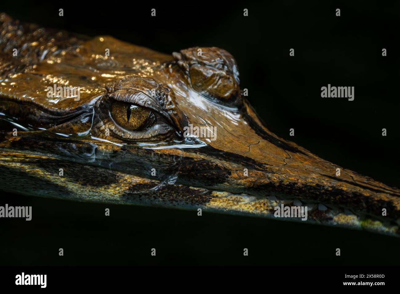 False Gharial - Tomistoma schlegelii, unique large crocodile from ...