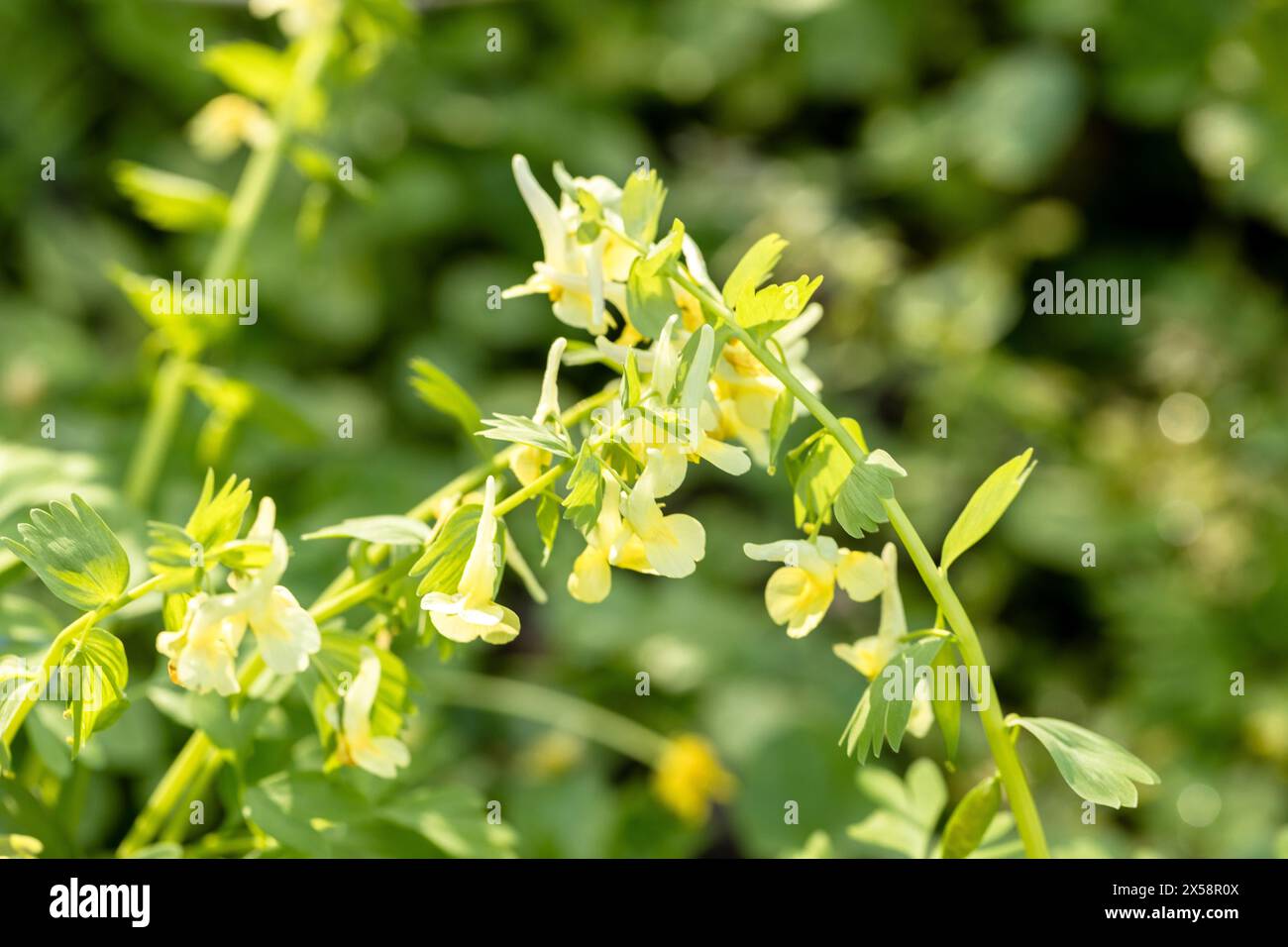 Corydalis Lutea, Delicate yellow tubular flowers with lacy foliage ...