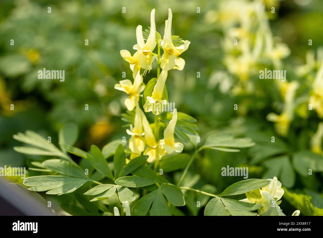 Corydalis Lutea, Delicate yellow tubular flowers with lacy foliage ...