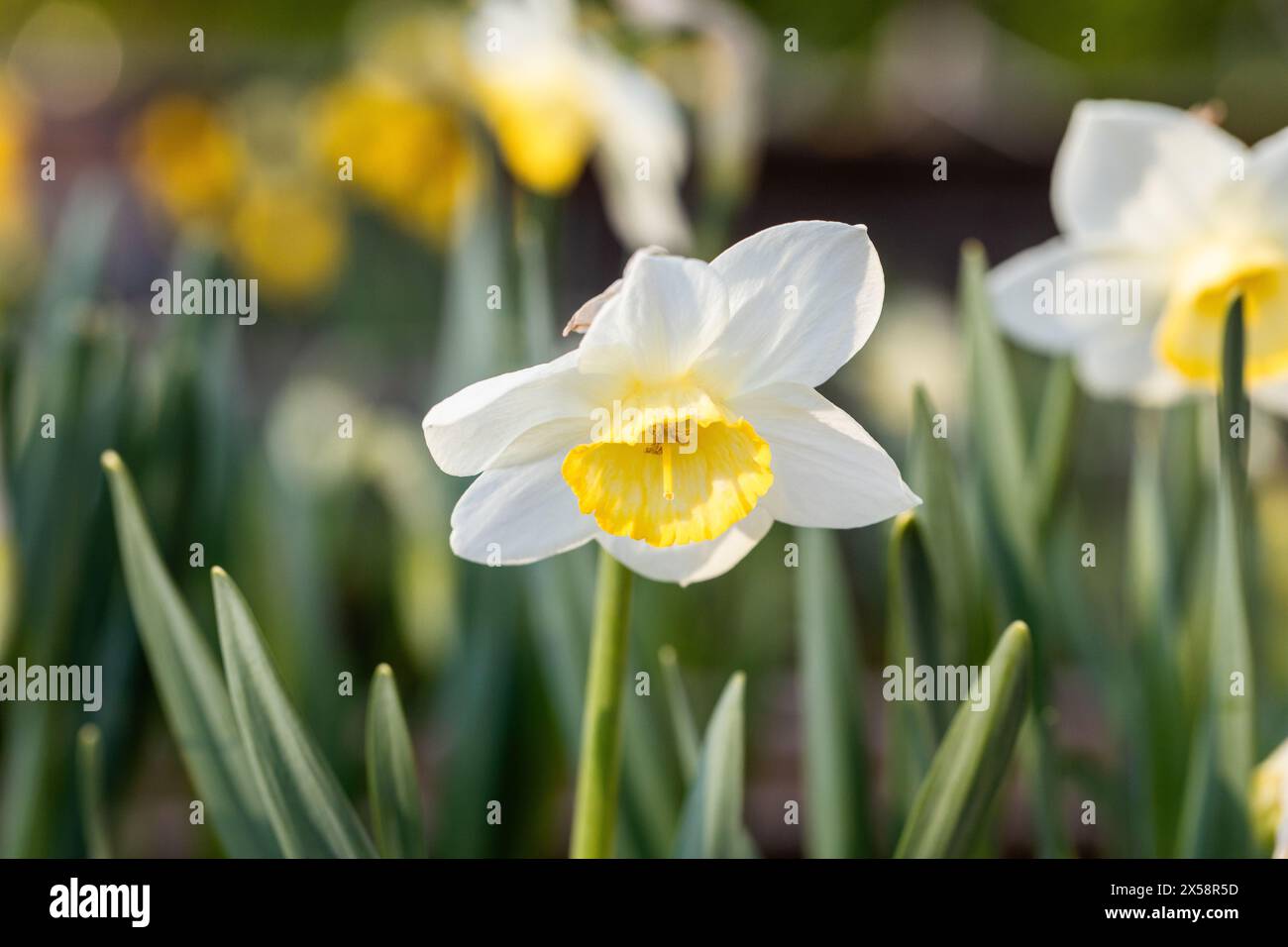 White flower of daffodil Narcissus cultivar Obdam from Double Group ...