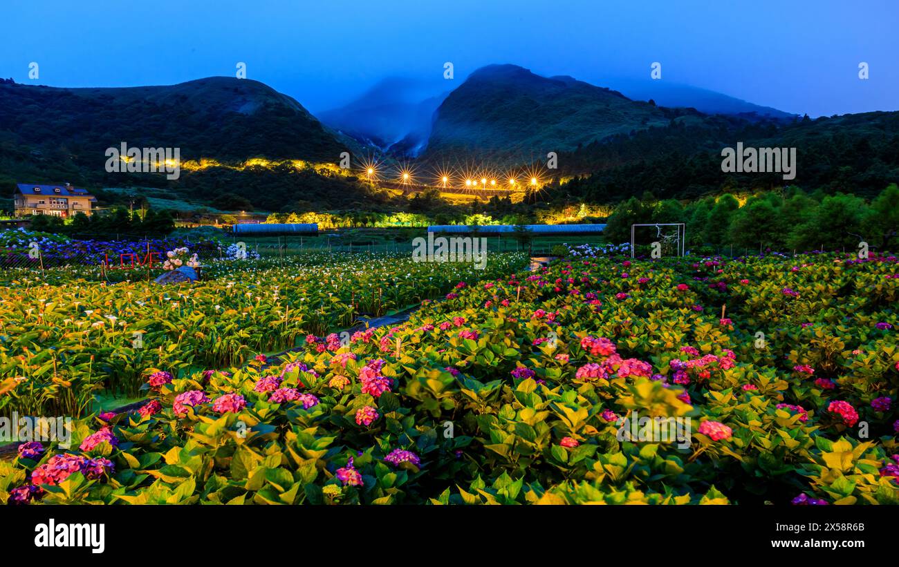 Zhuzihu hydrangea field hi-res stock photography and images - Alamy