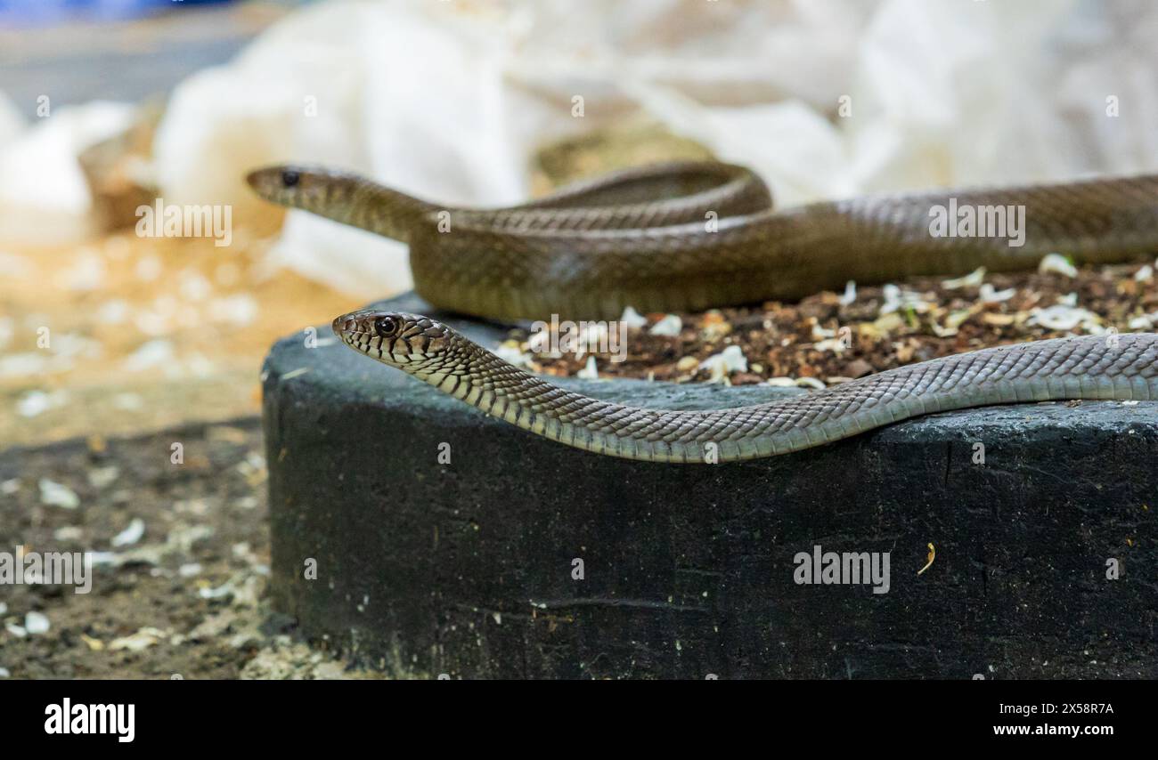 Love Unfolds in Nature, The Captivating Sight of Mating Rat Snakes in a ...