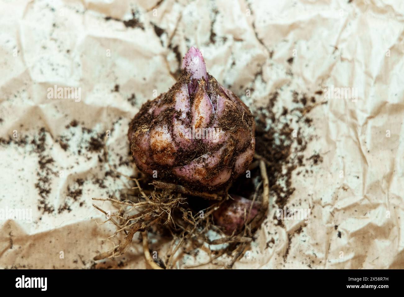 lily bulb with a new sprout Stock Photo - Alamy