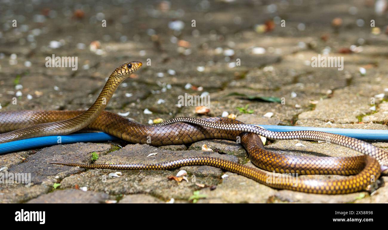 A Serpents Love Story, Capturing the Mating Ritual of Rat Snakes in a ...