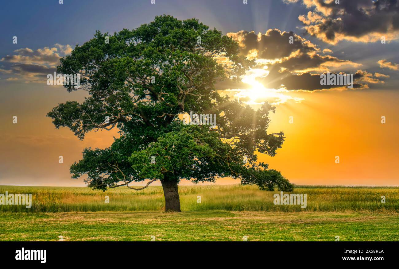 lonely tree on a meadow, sunset orange light on a blue sky with clouds ...
