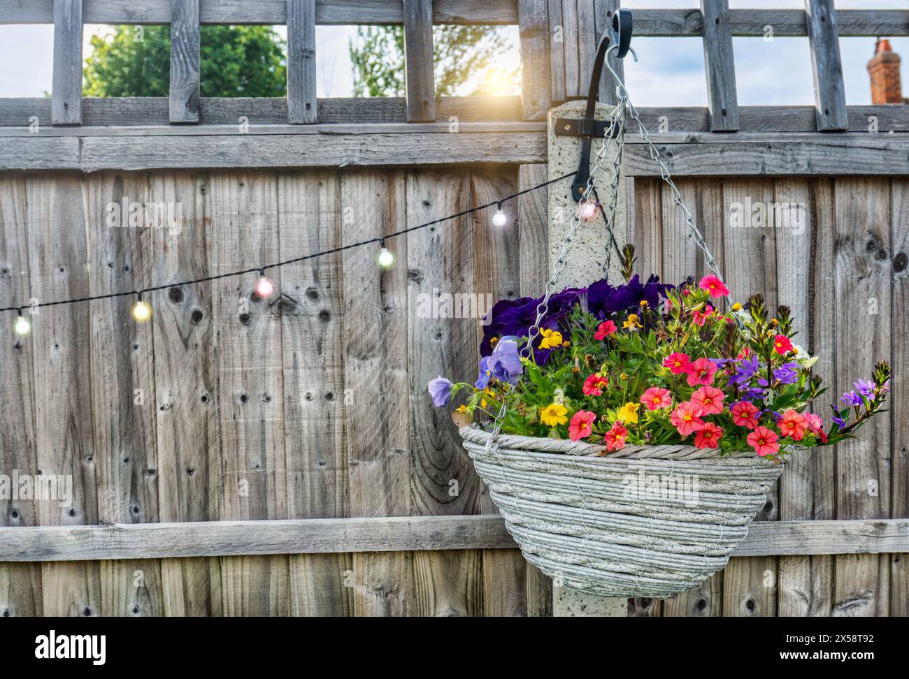 petunia flower pot hanging on the wooden fence in the backyard ...