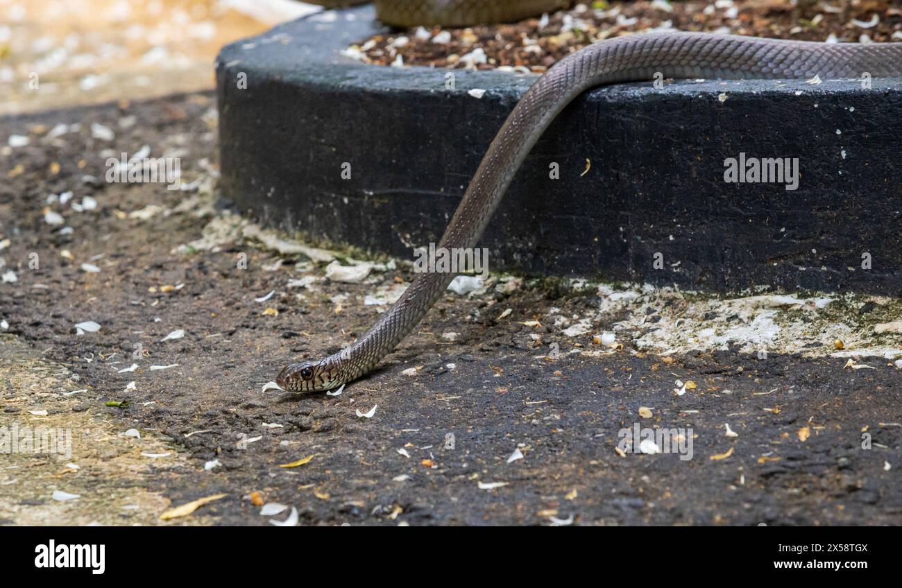 Natures Intricate Ballet Rat Snakes Graceful Traverse in a Home Garden ...