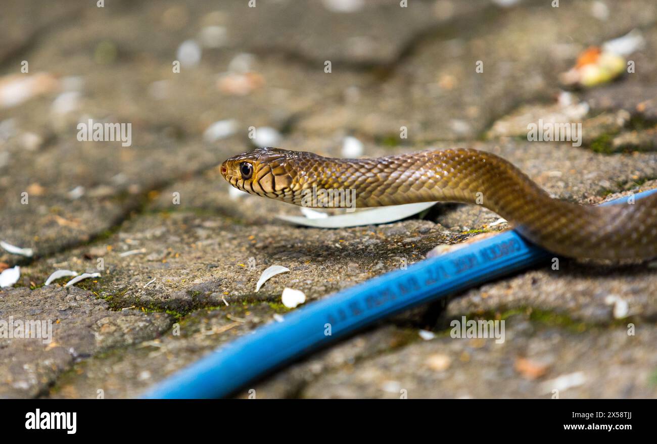 Beauty rat snakes hi-res stock photography and images - Alamy